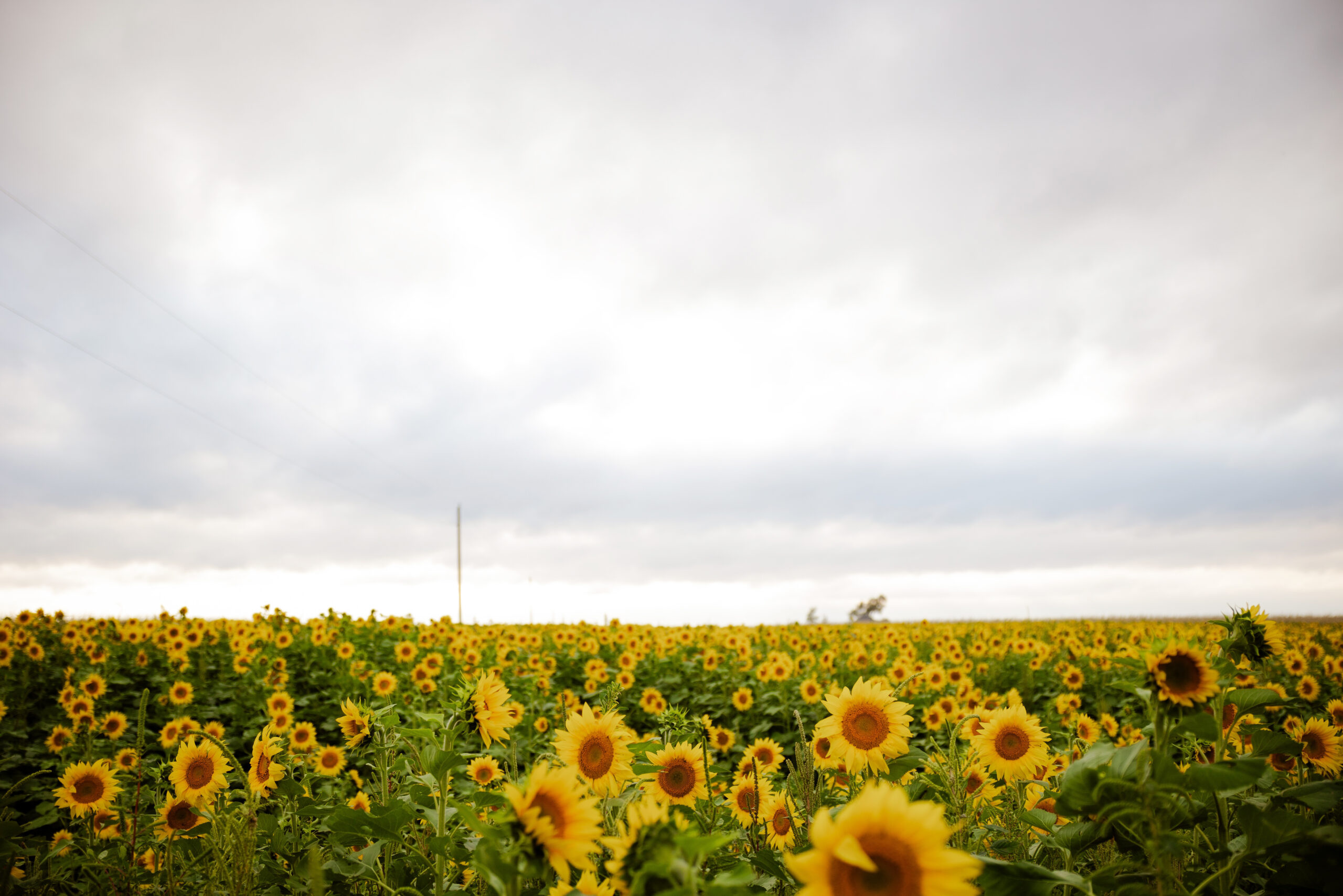 Knobel Sunflower Farm